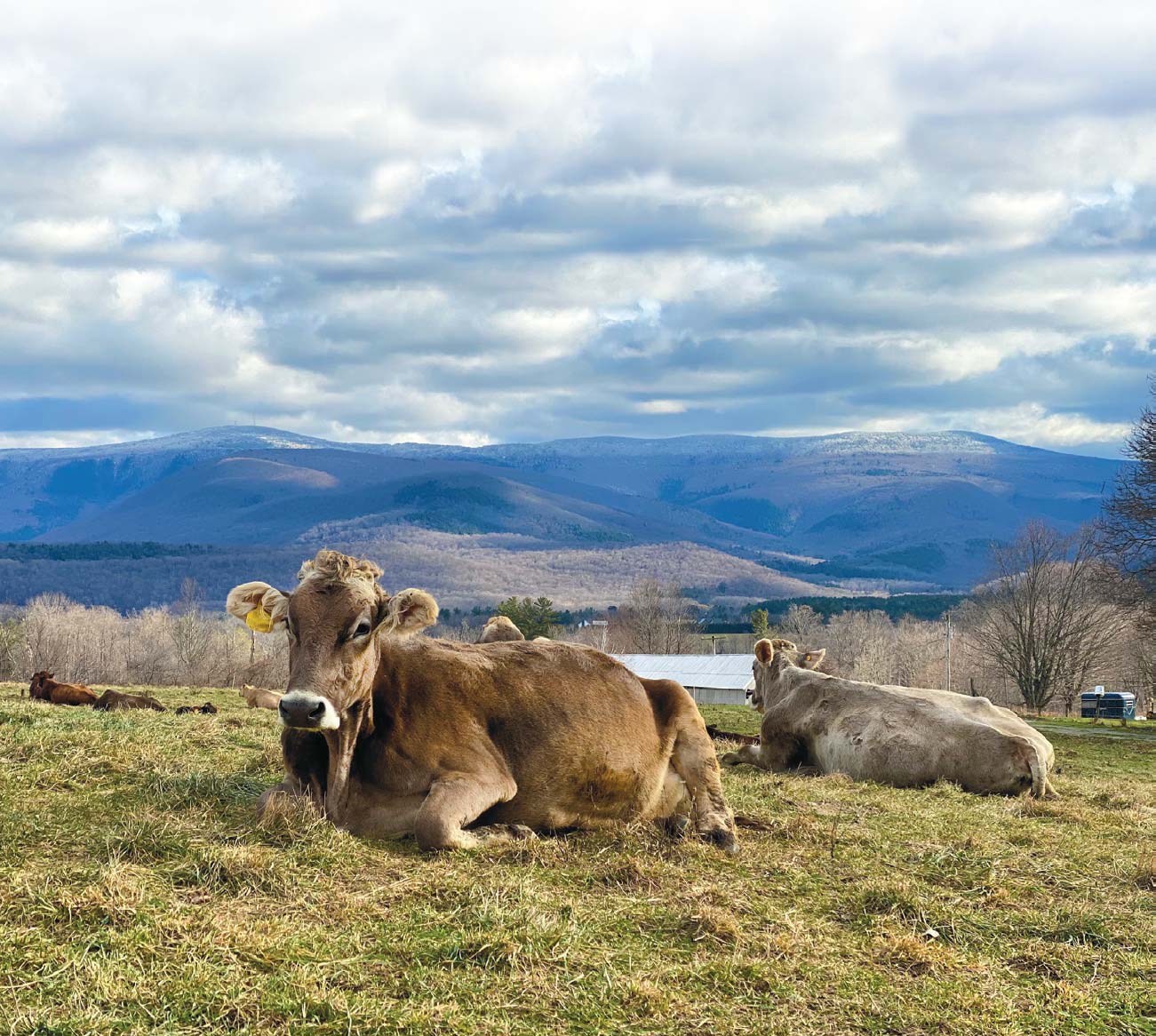 High Lawn Farm: 100 Years Old and Still on the Mooove - Edible Berkshires