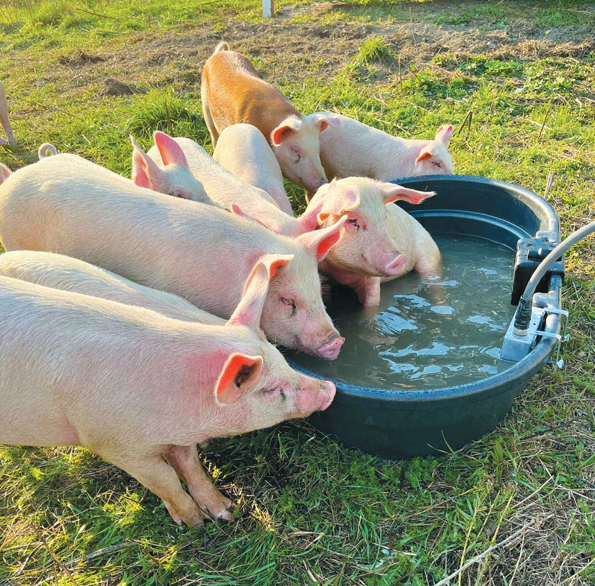 Breathing New Life Into Green River Farms - Edible Berkshires