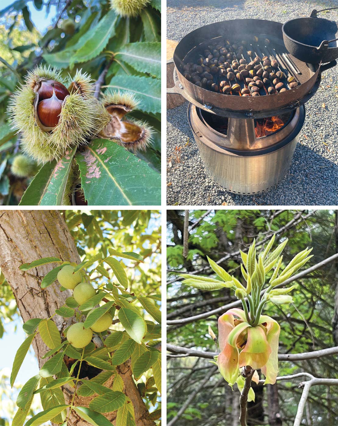 An Edible Legacy: There’s a Nut Tree in Your Future - Edible Berkshires